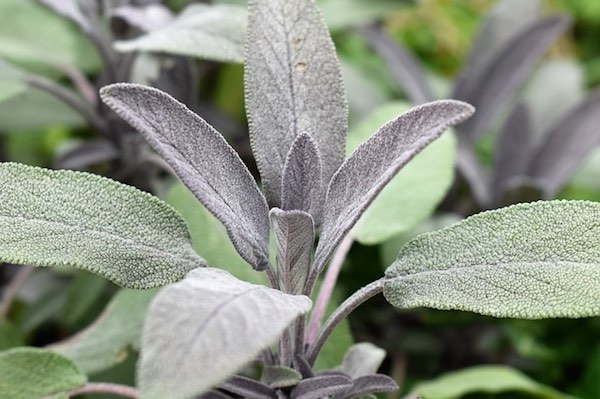 La salvia, un ornamento con propiedades curativas